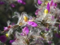 ビッグ国立公園旅行記 Big Bend National Park