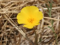 チャネルアイランド国立公園旅行記 Channel Island National Park